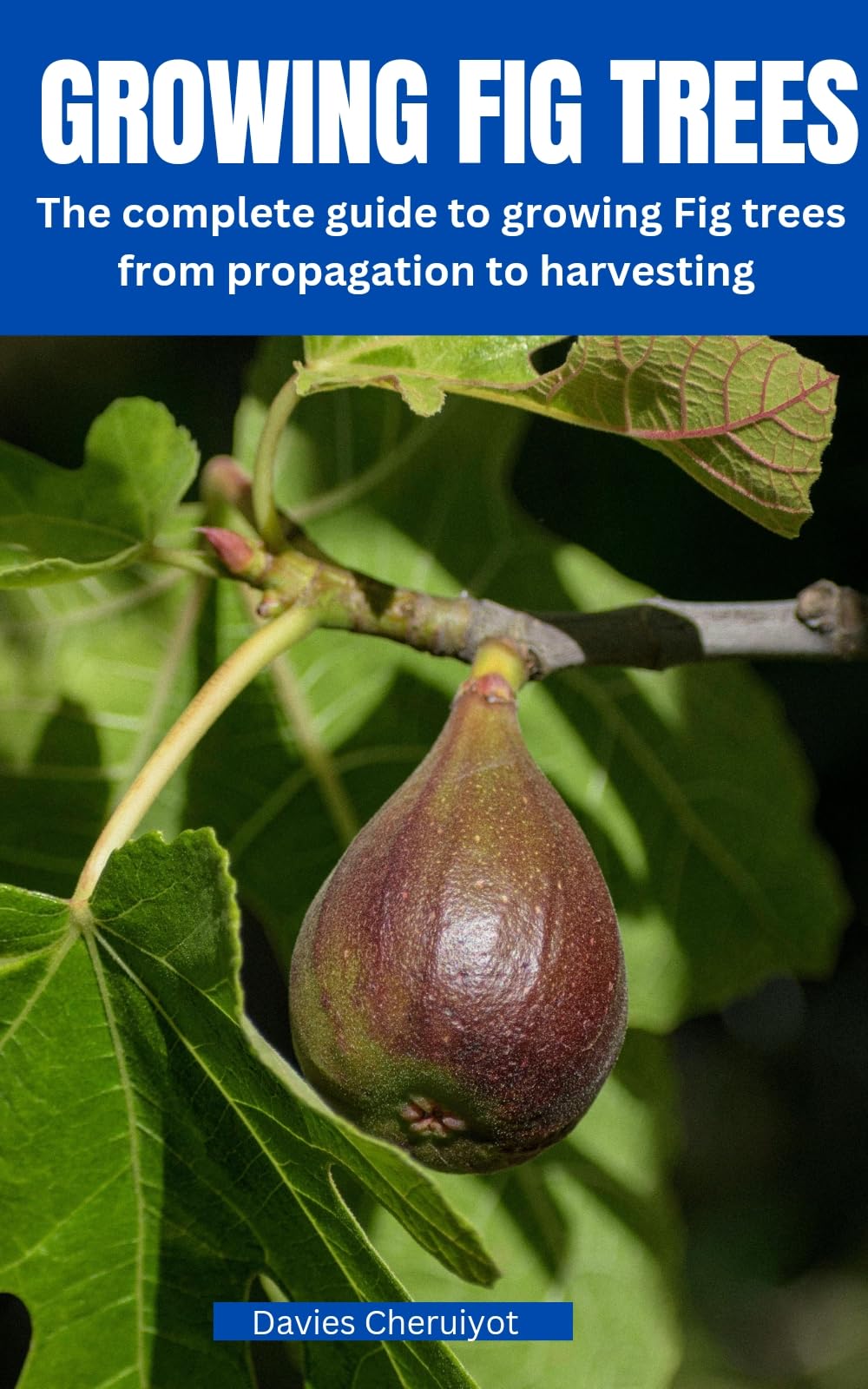 Growing Fig Trees The Complete Guide To Growing Fig Trees From Propagation To Harvesting Ohfb