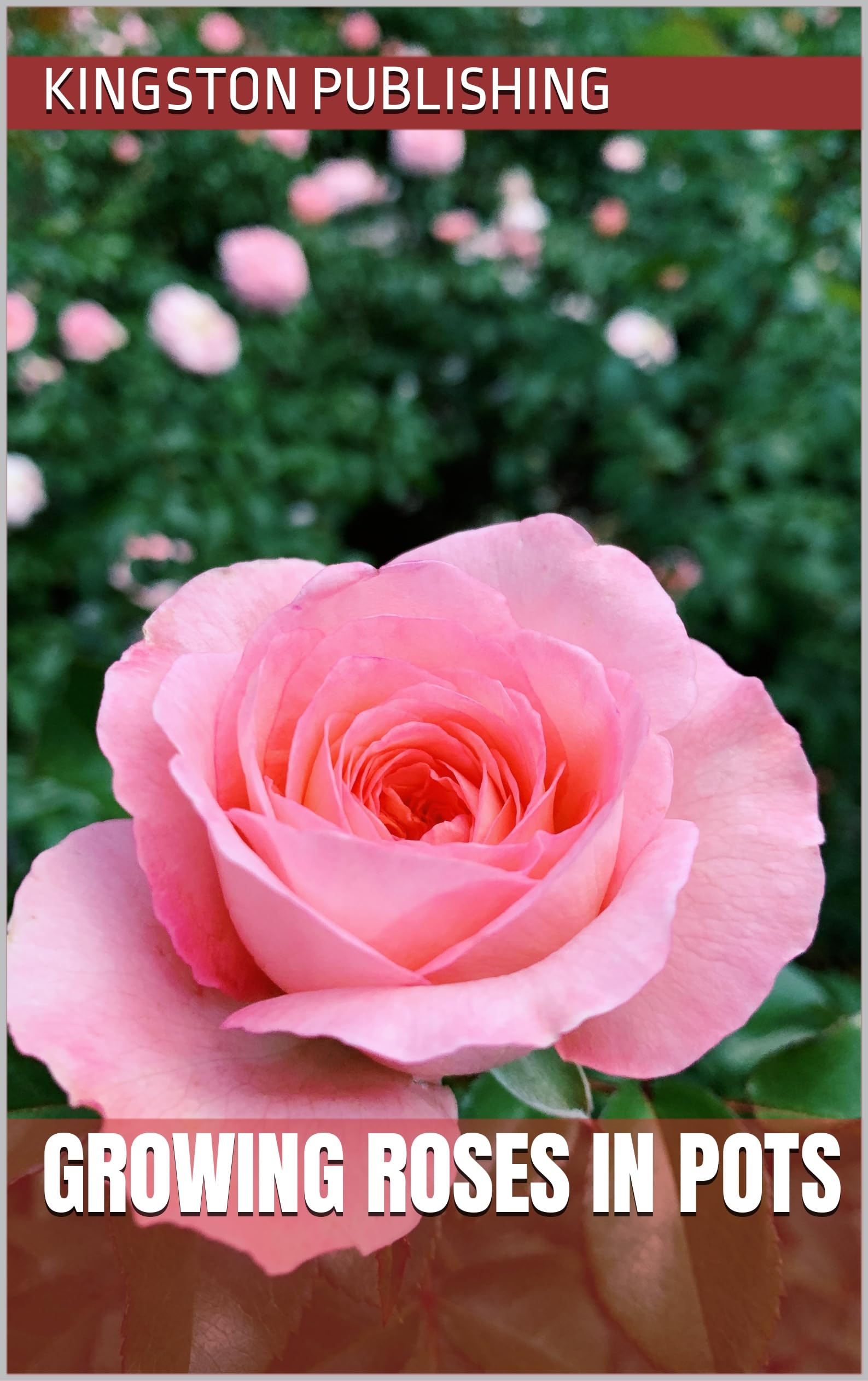 Growing Roses in Pots - OHFB